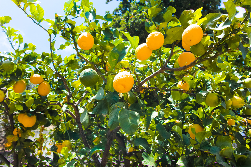 7 árvores frutíferas de pequeno porte para você ter no quintal