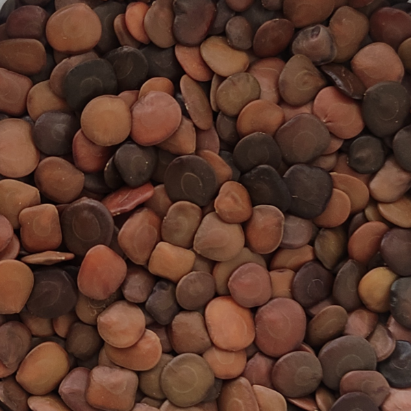 1000 Sementes Selecionadas De Sansão Do Campo Cerca Viva | Leroy Merlin