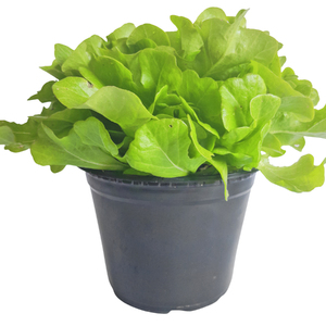Alface Verdura Pote 14 Planta Natural | Leroy Merlin