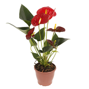 Antúrio Andraeanum Variado Pote 12 Planta Natural | Leroy Merlin