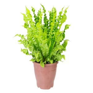 Asplenium Crispy Wave P19 | Leroy Merlin