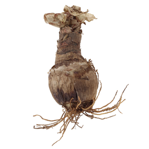 Sementeira 360 Células Isla Sementes | Leroy Merlin