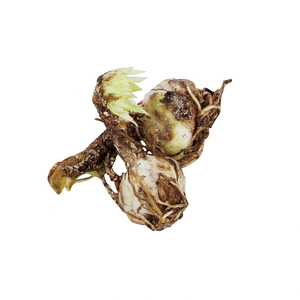 Bulbo Lírio Asiático Brunello Geolia | Leroy Merlin