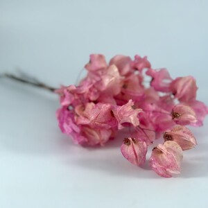 Buquê Primavera Bougainvillea Flor Desidratada | Leroy Merlin