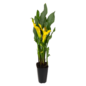 Calla Zantedeschia Pote 14 Planta Natural | Leroy Merlin