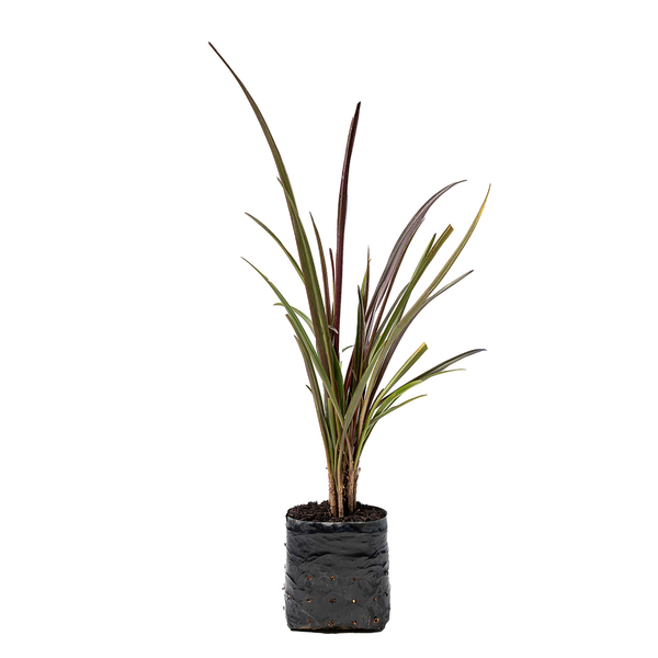 Capim Crino Roxo Crinum Menehune Pequeno Planta Natural | Leroy Merlin