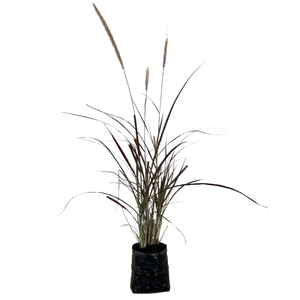 Capim Texas Rubro Pennisetum Setaceum Médio Planta Natural | Leroy Merlin