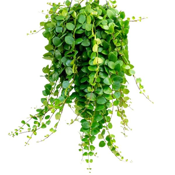 Columeia Microfila Cuia 18 Planta Natural | Leroy Merlin