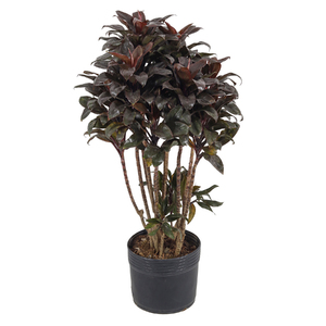 Dracena Baby Chocolate PT27 | Leroy Merlin