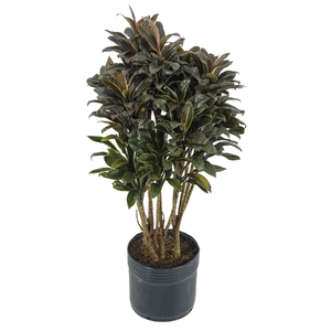 Dracena Baby Prata PT27 | Leroy Merlin
