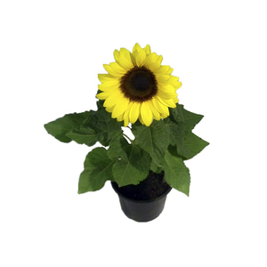Girassol Mini Pote 15 | Leroy Merlin