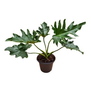 Guaimbe Pote 17 Planta Natural | Leroy Merlin