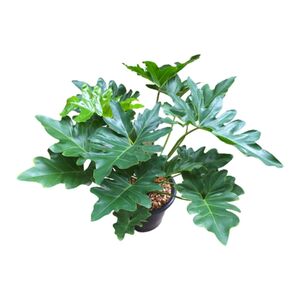 Guaimbe Pote 20 Planta Natural | Leroy Merlin