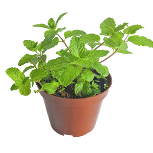 Hortelã Pote 14 Planta Natural | Leroy Merlin