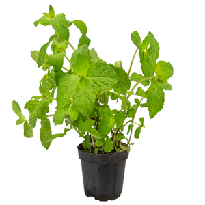 Hortelã Pote 11 Planta Natural | Leroy Merlin