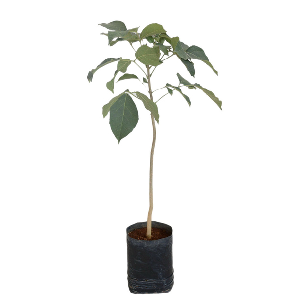 Ipê Branco Tabebuia Roseo-Alba Planta Natural | Leroy Merlin