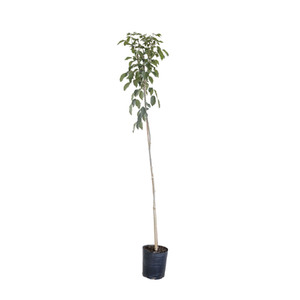 Ipê Branco Tabebuia Roseo-Alba Pote 25 Planta Natural | Leroy Merlin