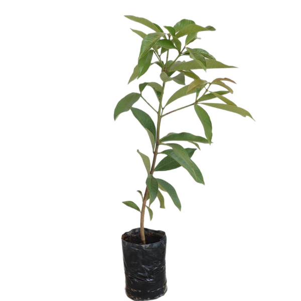 Jambo Syzygium Malaccense Planta Natural | Leroy Merlin