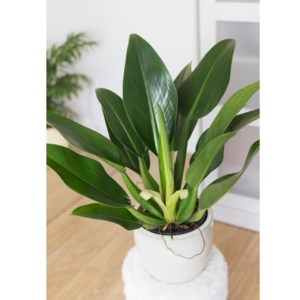 Kit 2 Muda Pacová 50cm Planta Para Área Interna Urban Jungle | Leroy Merlin