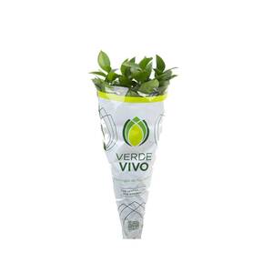 Ramo de Ruscus Flor de Corte Planta Natural | Leroy Merlin