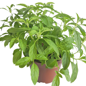 Menta Erva Pote 14 Planta Natural | Leroy Merlin
