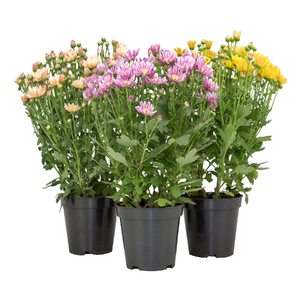 Mini Crisântemo Pote 11 Planta Natural | Leroy Merlin
