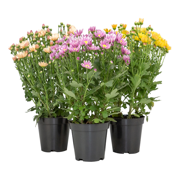 Mini Crisântemo Pote 11 Planta Natural | Leroy Merlin