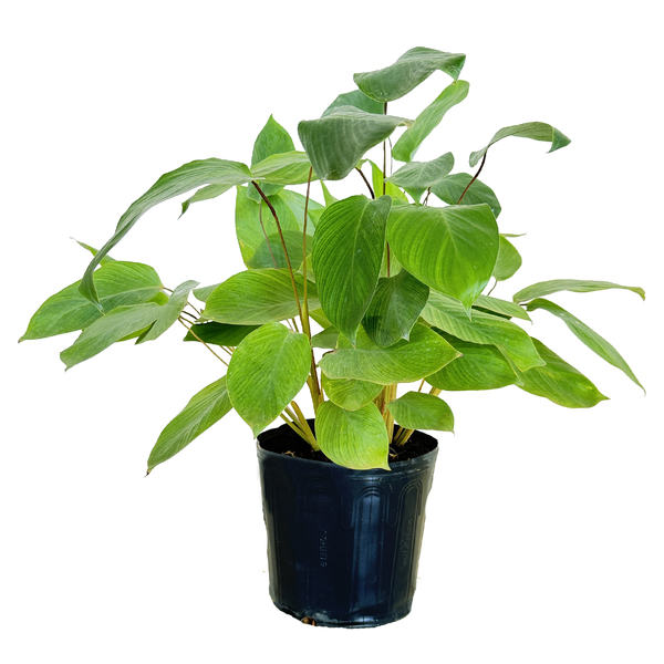 Mini Maranta Charuto Calathea Lutea Pequeno Planta Natural | Leroy Merlin