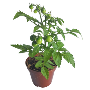 Tomate Cereja Mini Pote 14 Planta Natural | Leroy Merlin