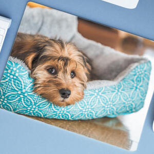 Mouse Pad Grande Shih Tzu | Leroy Merlin