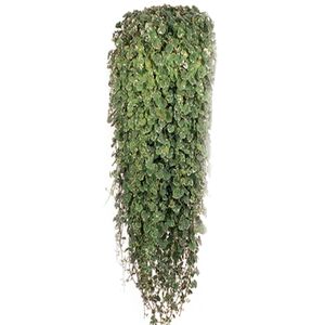 Nepeta Variegata Cuia 21 Planta Natural | Leroy Merlin