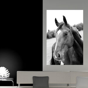 Painel Adesivo De Parede - Cavalo - 089pnm | Leroy Merlin