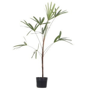 Palmeira Raphis Excelsa Pote 23 Planta Natural | Leroy Merlin
