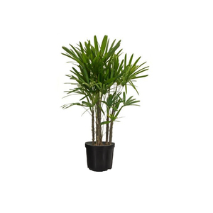 Palmeira Raphis Excelsa Pote 30 Planta Natural 5 a 7 Hastes | Leroy Merlin