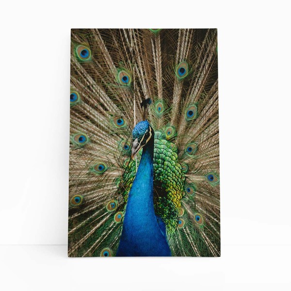 Pavão Azul Animais Fotografia Quadro Canvas 60x40cm | Leroy Merlin