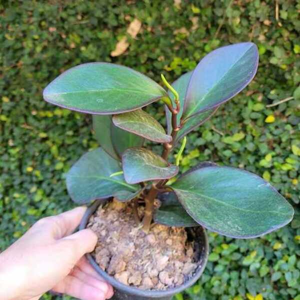 Peperomia Magnoliifolia 'rubra' Rubra Pt13 | Leroy Merlin