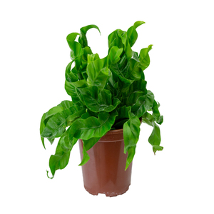 Asplênio Nidus Pote 15 Planta Natural | Leroy Merlin