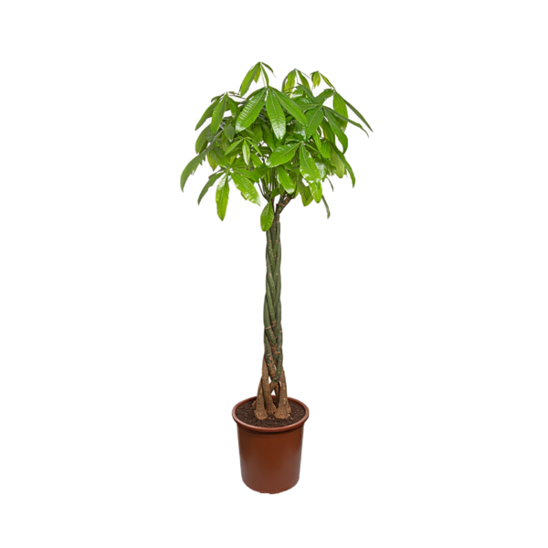 Pachira Aquática Pote 40 Planta Natural | Leroy Merlin