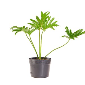 Planta Natural Guaimbe Vaso 24 Boa Vista | Leroy Merlin