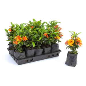 Ixora Mini Planta Natural | Leroy Merlin