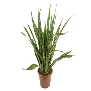 Espada de São Jorge Sansevieria Pote 30 Planta Natural | Leroy Merlin