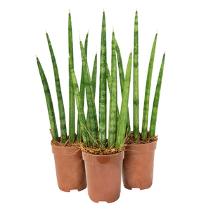 Espada de São Jorge Mini Sanseveria Pote 6 Planta Natural | Leroy Merlin