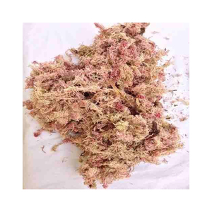 Planta Seca Musgo Rosa 30cm | Leroy Merlin