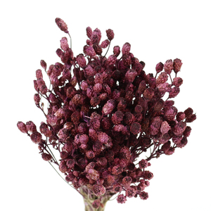 Planta Seca Romo Roxo Rosa Artesanal | Leroy Merlin