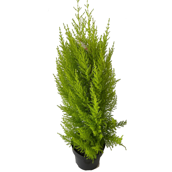 Tuia Holandesa Pote 20 Planta Natural | Leroy Merlin