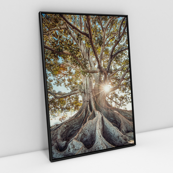 Quadro Árvore Com Raízes Expostas Tronco Paisagem Natureza Enorme Sol ...
