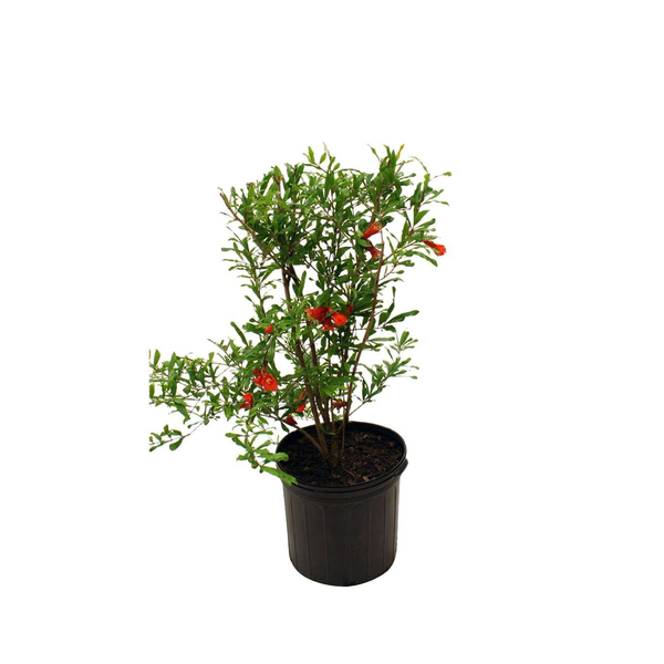 Árvore de Romã Romãzeira Pote 23 Planta Natural | Leroy Merlin