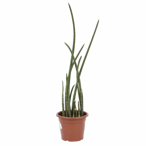 Espada de São Jorge Sansevieria Cilíndrica ssp Pote 30 Planta Natural ...