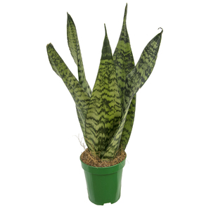 Espada de São Jorge Sansevieria Pote 15 Planta Natural | Leroy Merlin