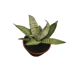 Espada de São Jorge Sansevieria Hahnii Golden Pote 11 Planta Natural ...
